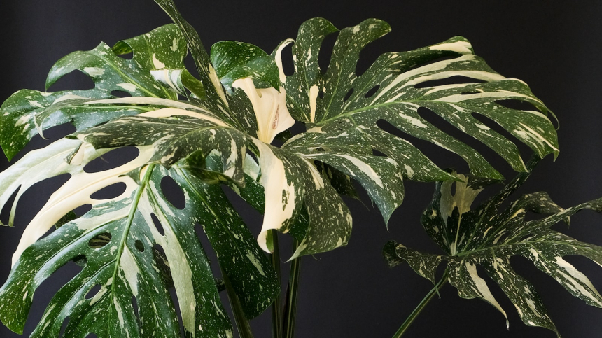 ☝️Curiozități despre cobai | curiozitati.org