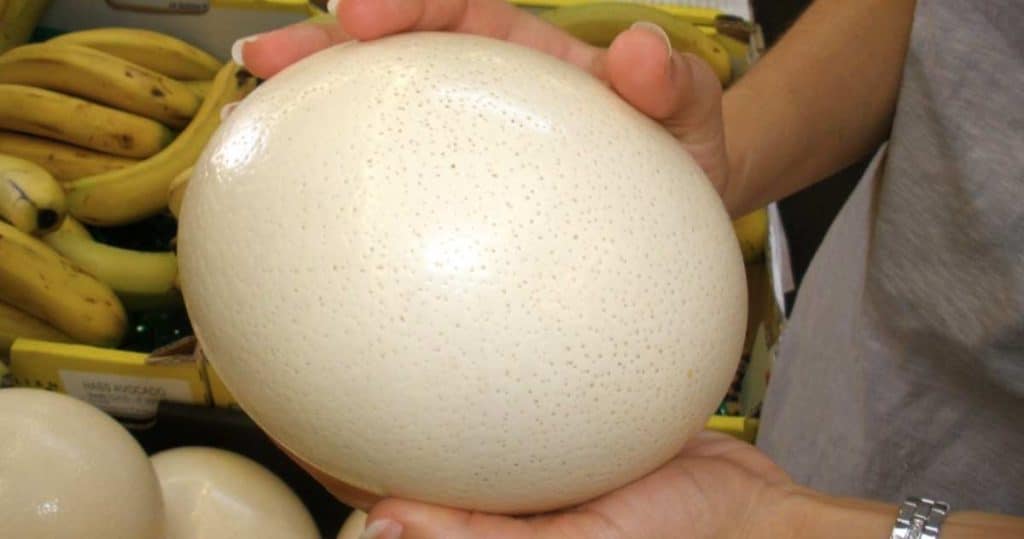 ☝️Test de cultură generală: Cât durează să fierbi oul de struț ...