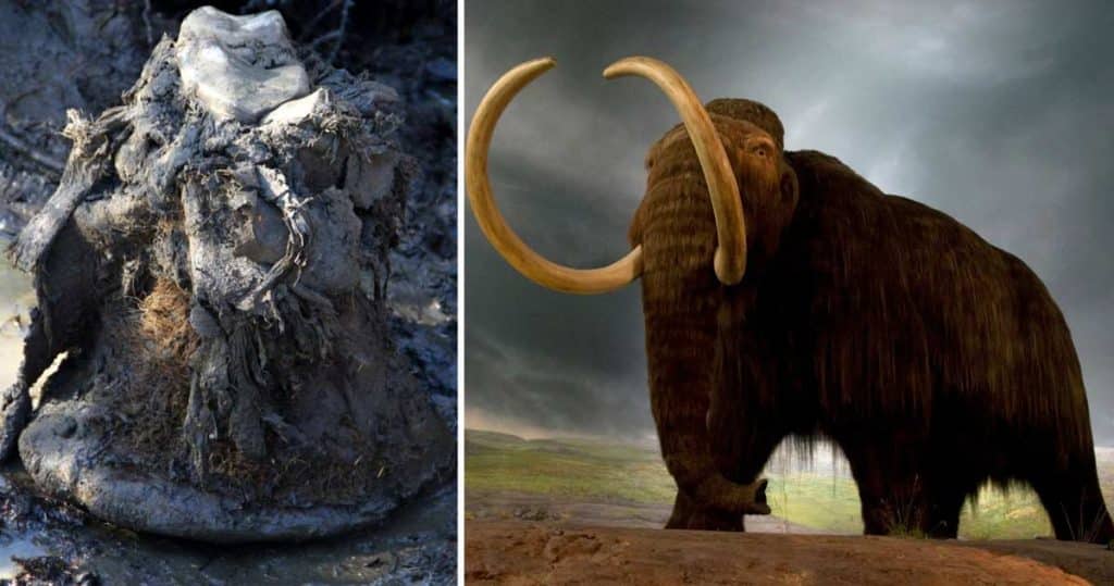 ☝️Cercetătorii au reconstruit cromozomi de mamut dintr-un fragment de ...